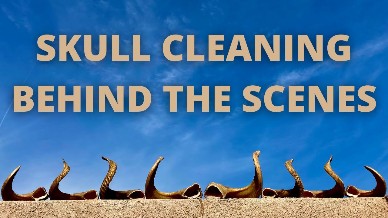 SKULL CLEANING BEHIND THE SCENES - YouTube