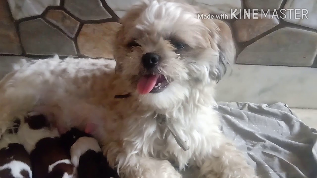 One day old sitzu puppy so cute 💓💓 - YouTube