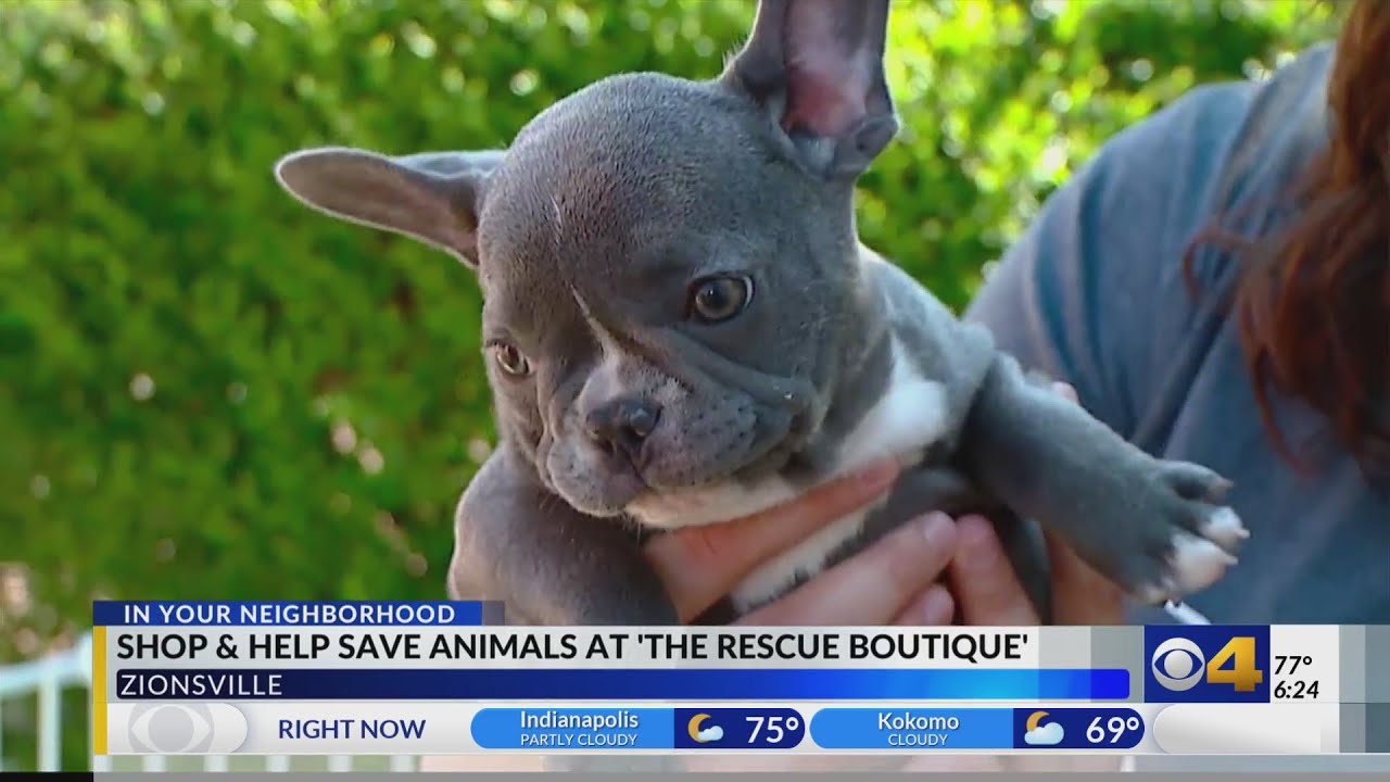 Shop and help save animals at The Rescue Boutique - YouTube