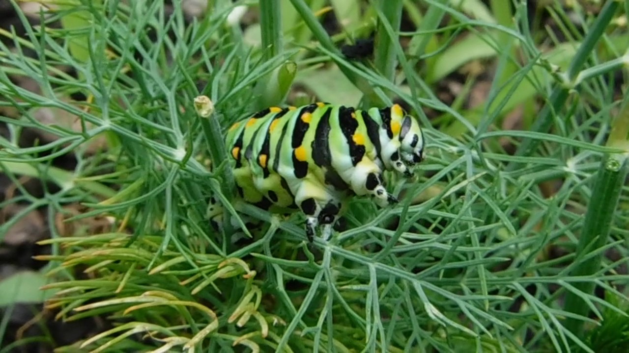 Beautiful Caterpillar Spring Video - YouTube