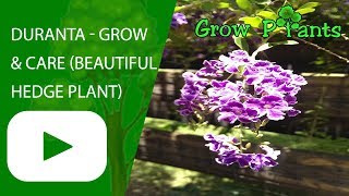 Duranta - grow and care (Beautiful Hedge plant)