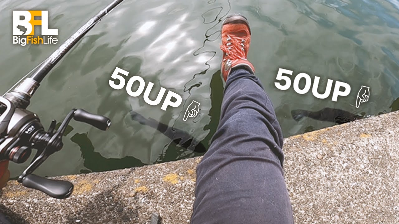 座ってるだけで50upが寄ってくる不思議な川。 - YouTube