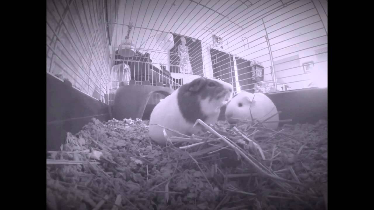 Guinea Pig time lapse - YouTube