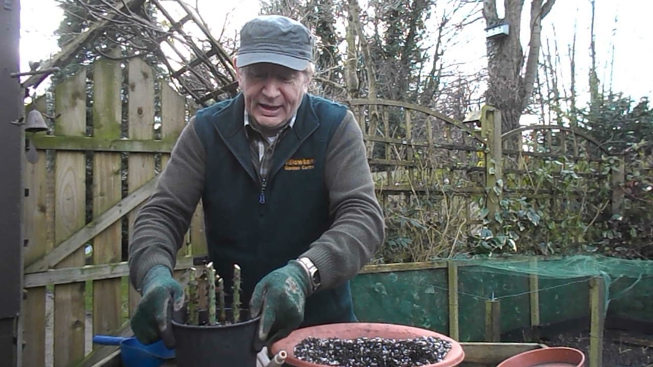 Rose growing in Winter - How to propagate roses from hardwood cuttings ...