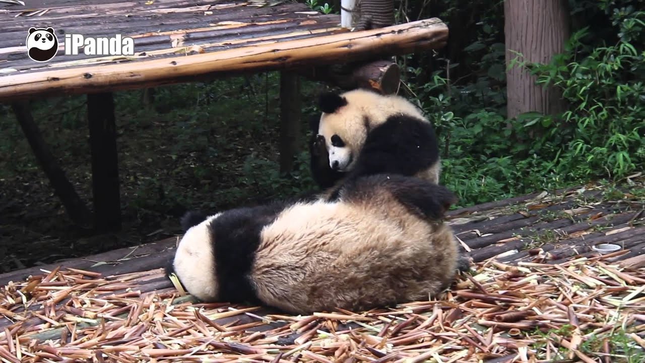 Smart Panda Knows When to Seize A Chance of Winning - YouTube