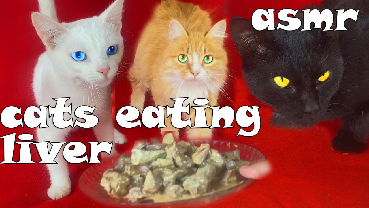 My cats eating a big plate of liver with sour - YouTube