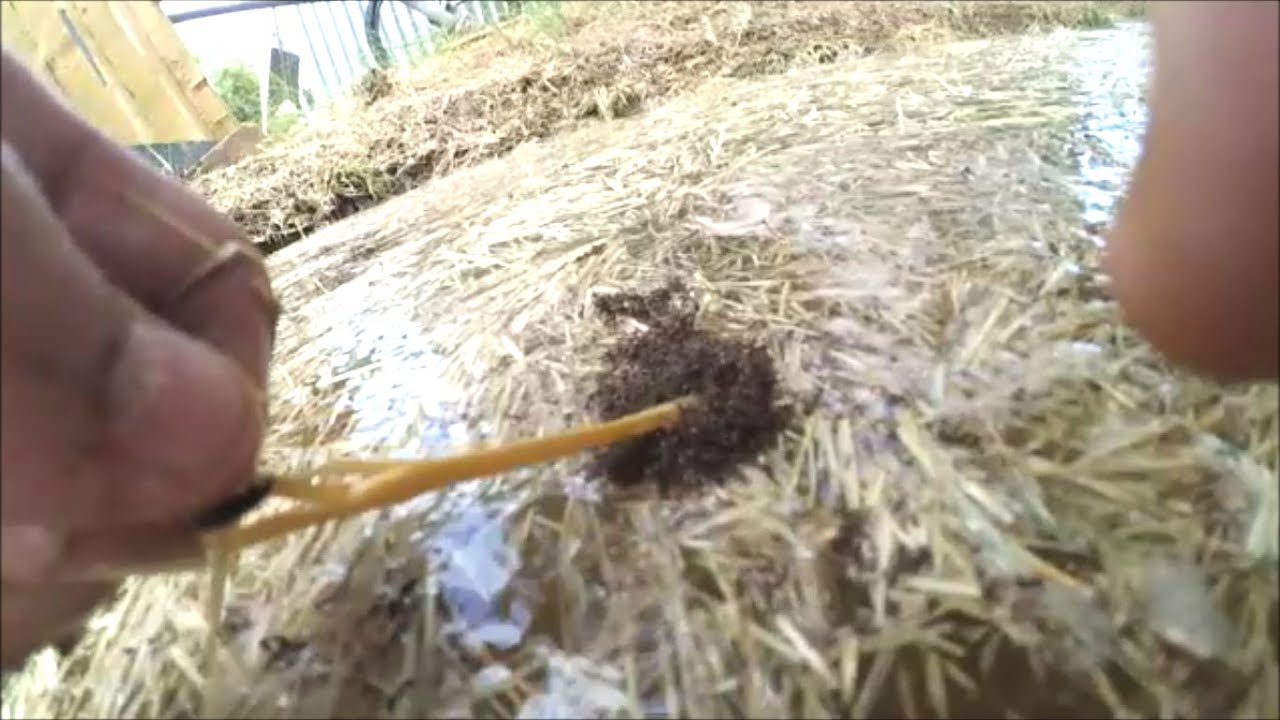 Fire ants form unsinkable raft in water - YouTube