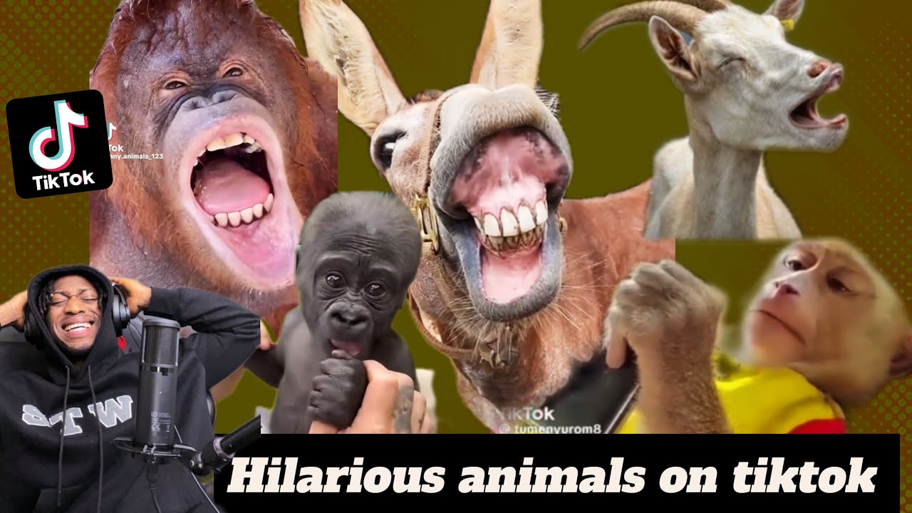 Funny Animal Videos You Should See Before 2023 Ends | Funny Tiktok ...