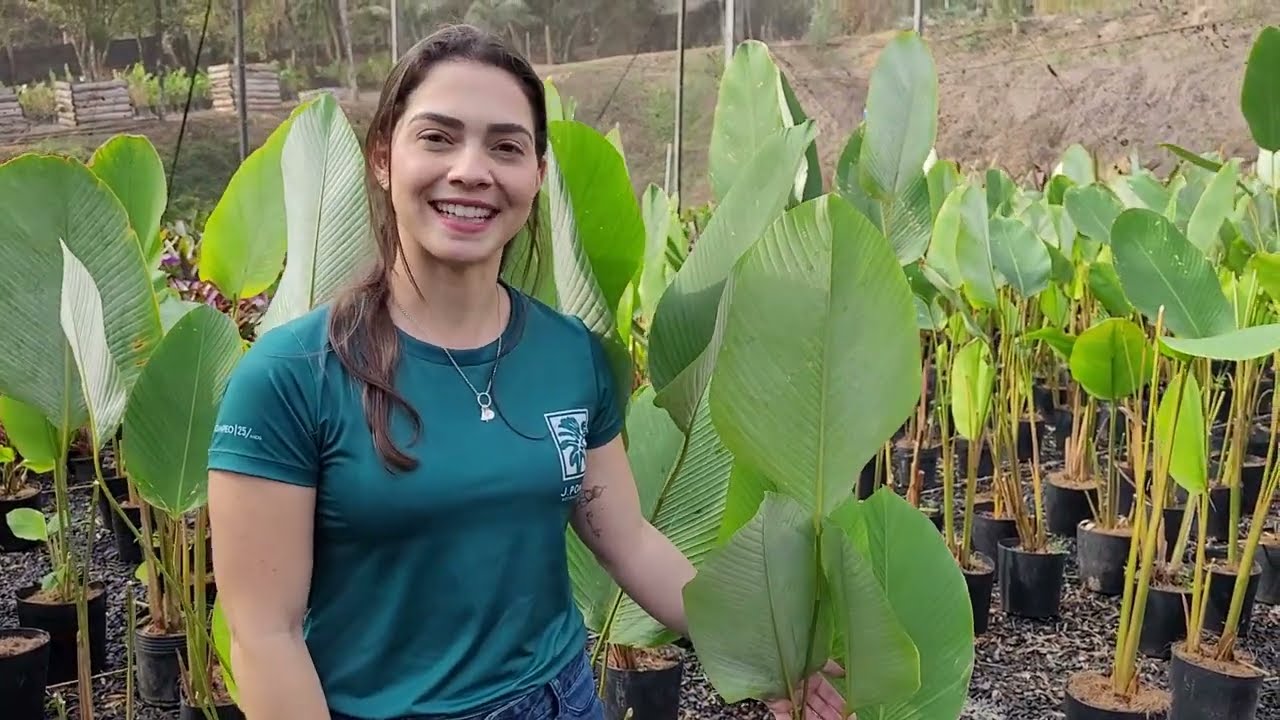 Calathea lutea - 'Maranta charuto' - YouTube