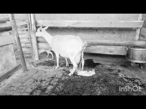 Тоза қонли Австриядан келган Занин эчки боласи, 8 литрли она боласи томоша сотилмайди