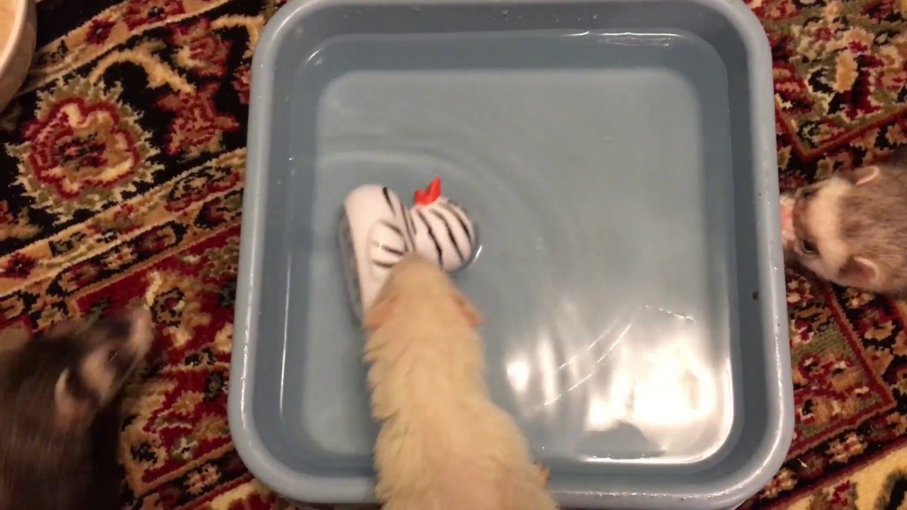 Ferret fun - YouTube
