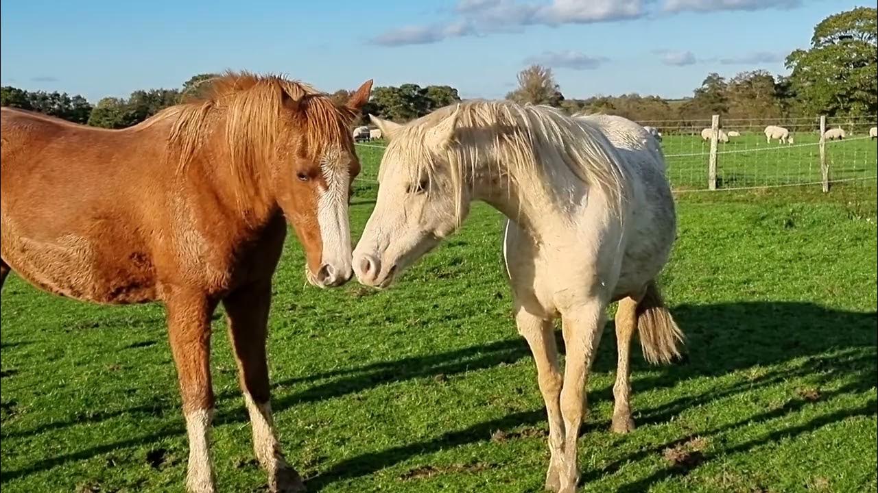 My Arabian horses - YouTube