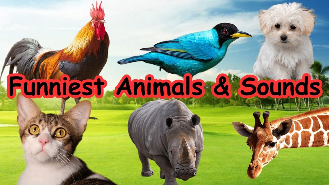 Animals, Funny Animal Sounds,The Best Funny Animals, Cute, Funny ...