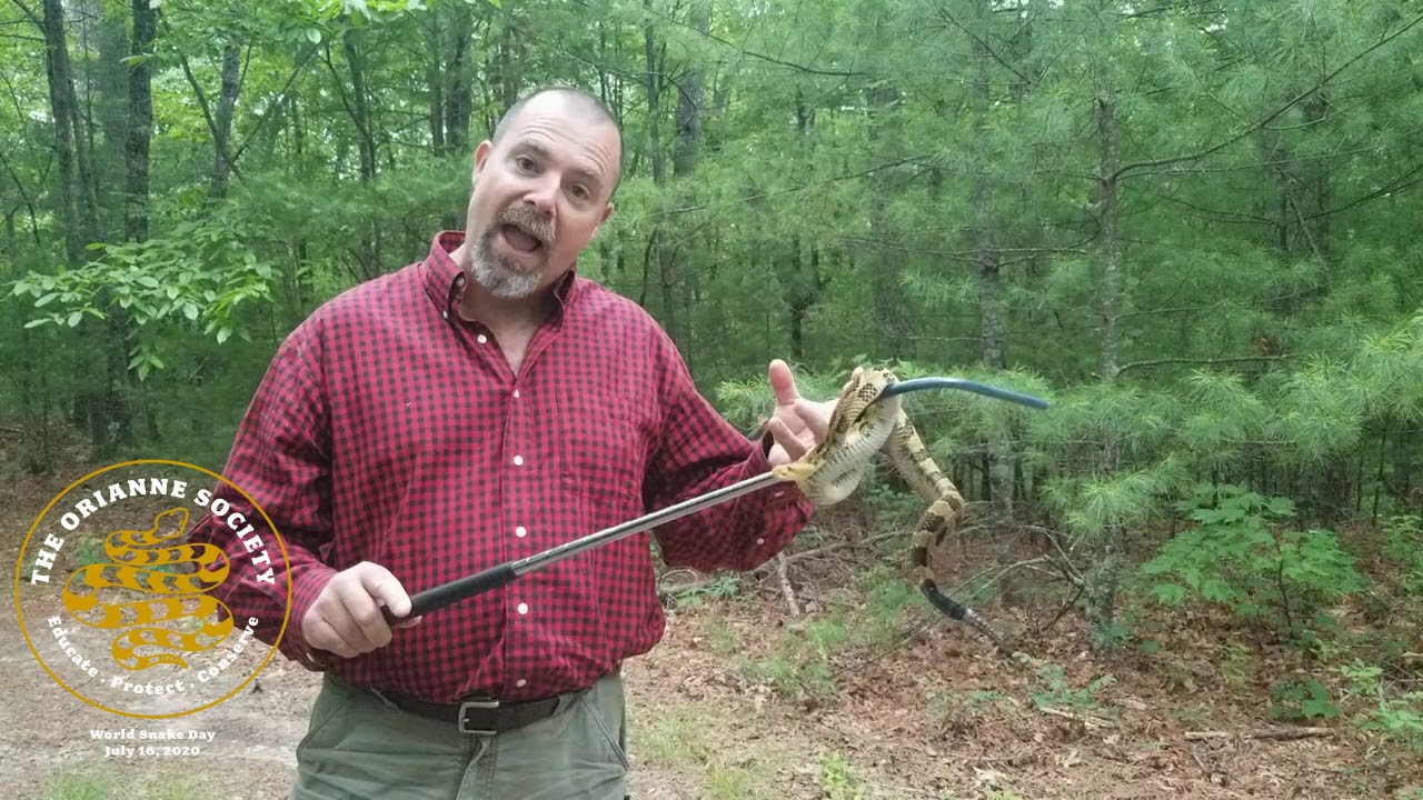 Timber Rattlesnakes: Color Morphs - YouTube