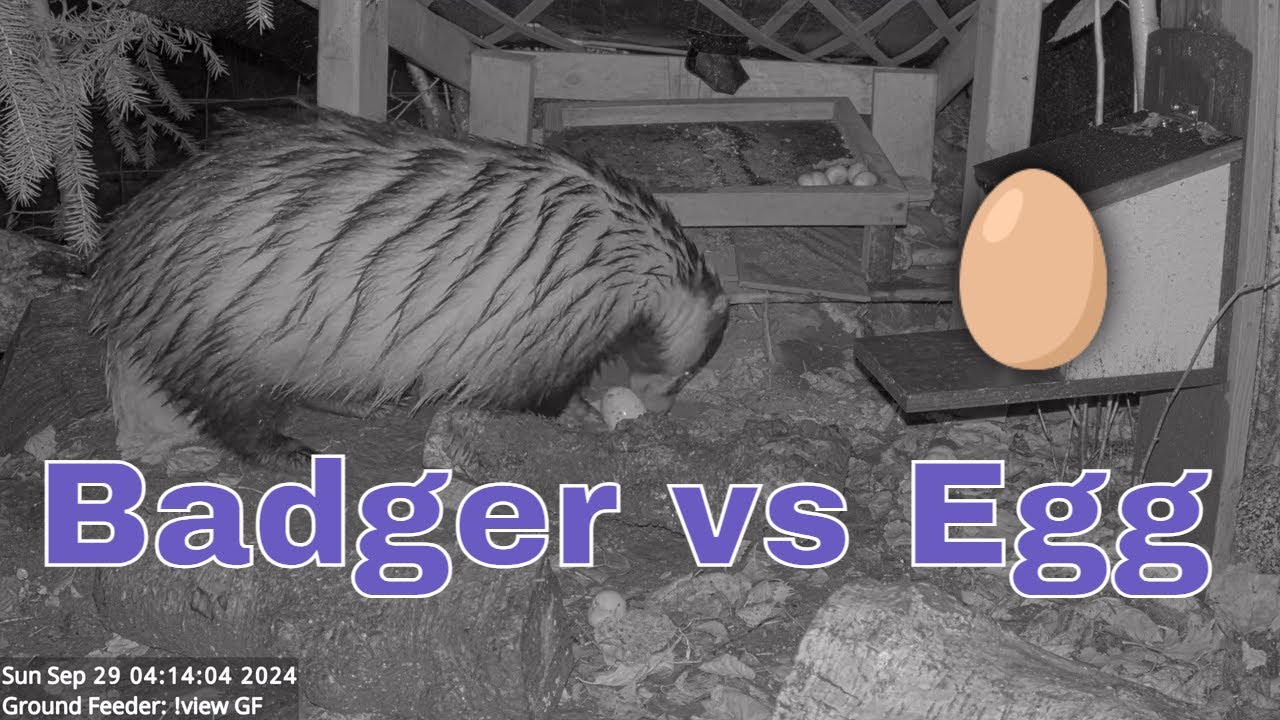 Badger vs Egg - How a Badger Eats an Egg - YouTube