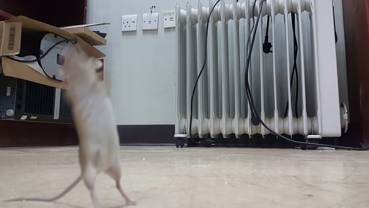 rat comedy videos - YouTube