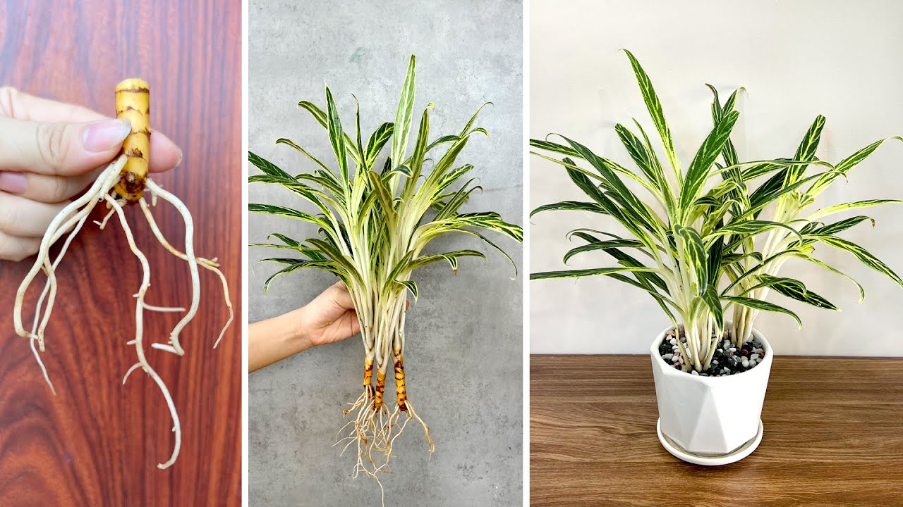 Propagating Rare Aglaonema to create a luxurious and impressive beauty ...
