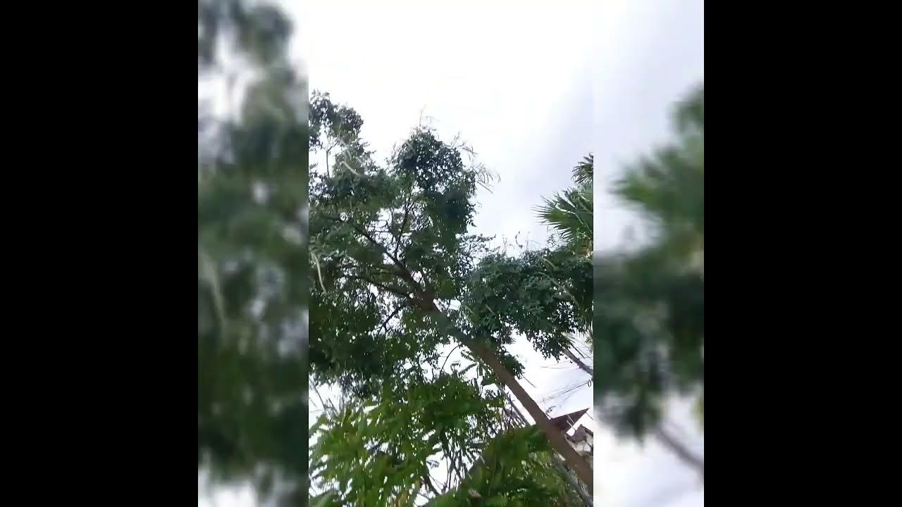 ZMY Music Z003 - YouTube