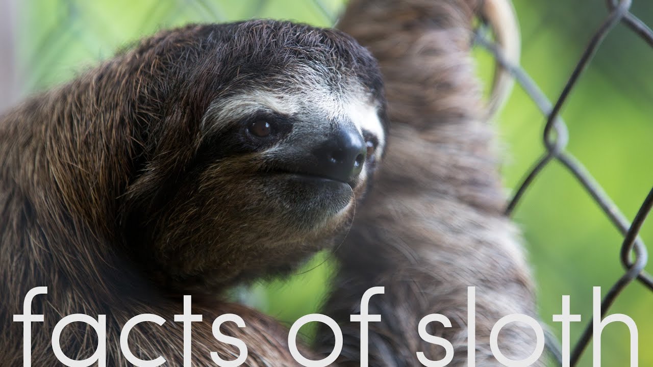 Facts Of Sloth YouTube facts-of-sloth-youtube