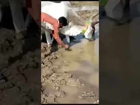 Men and Ox Love each other