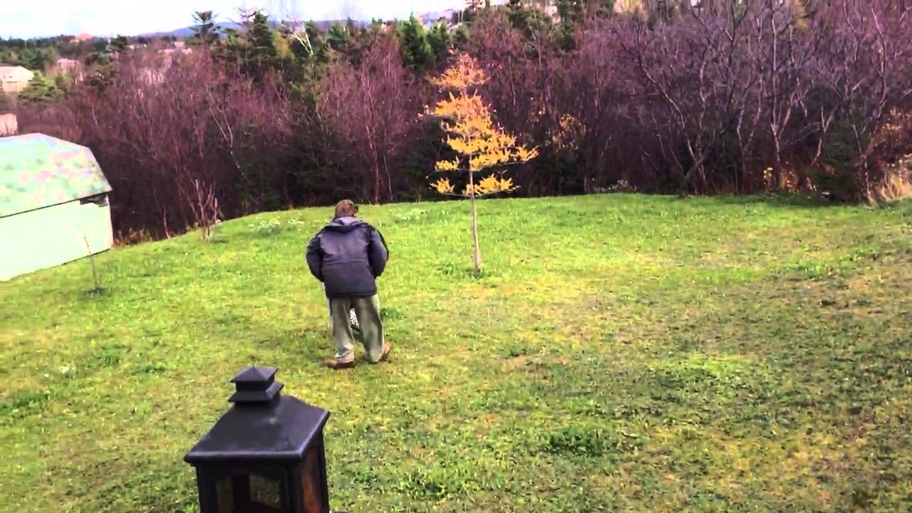 Theo running on leash - YouTube