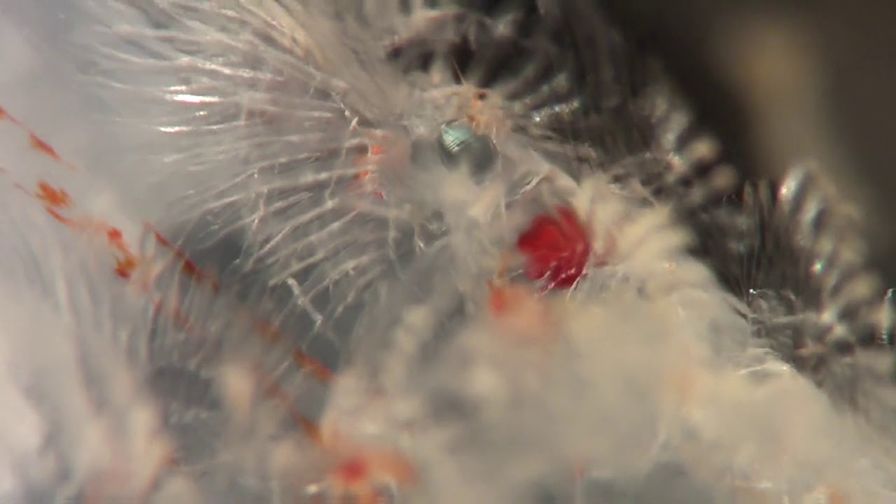 Northern Krill, Meganyctiphanes norvegica - YouTube