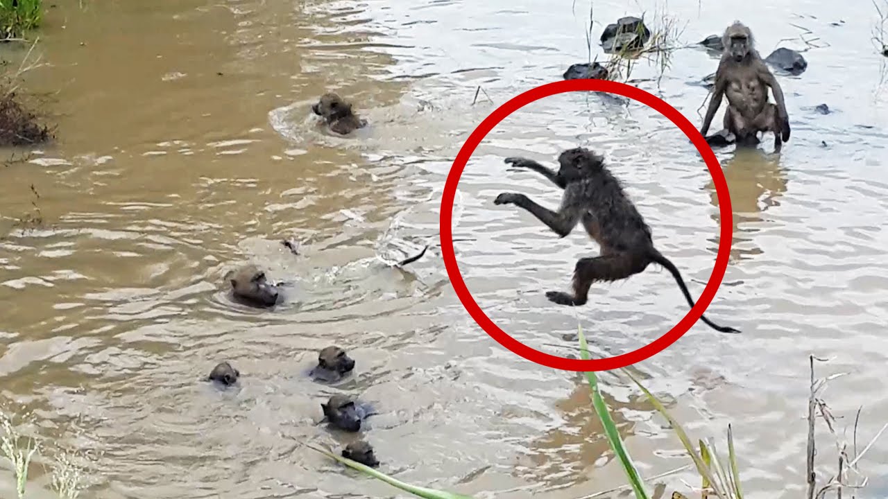 Swimming baboons escape the heat | Kruger National Park, South Africa ...