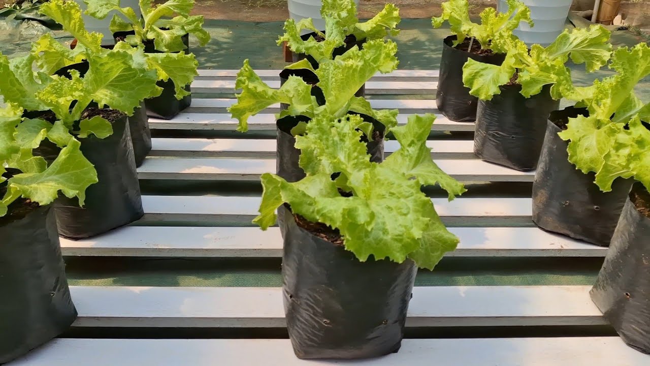 Menanam selada di polybag dari semai sampai panen #planting lettuce ...