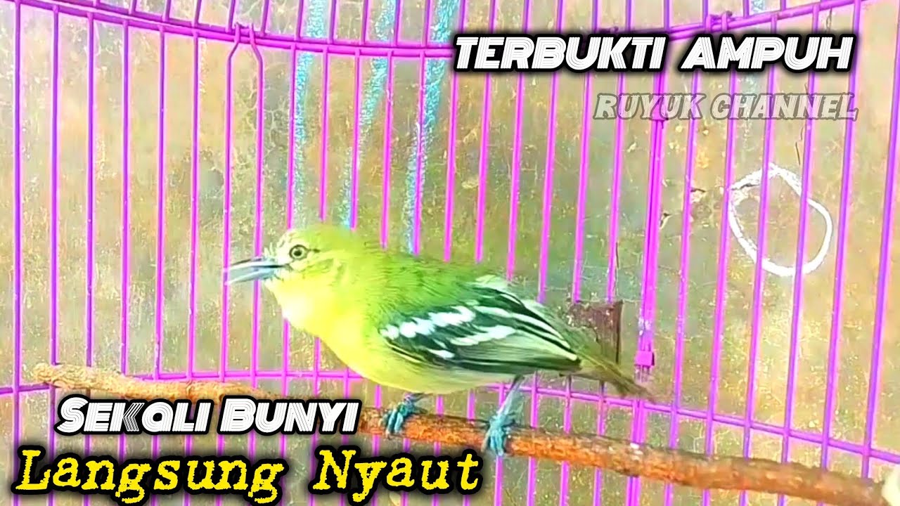 Pancingan Cipoh Gacor‼️Sekali Bunyi Burung Cipoh Apapun Pasti Langsung ...