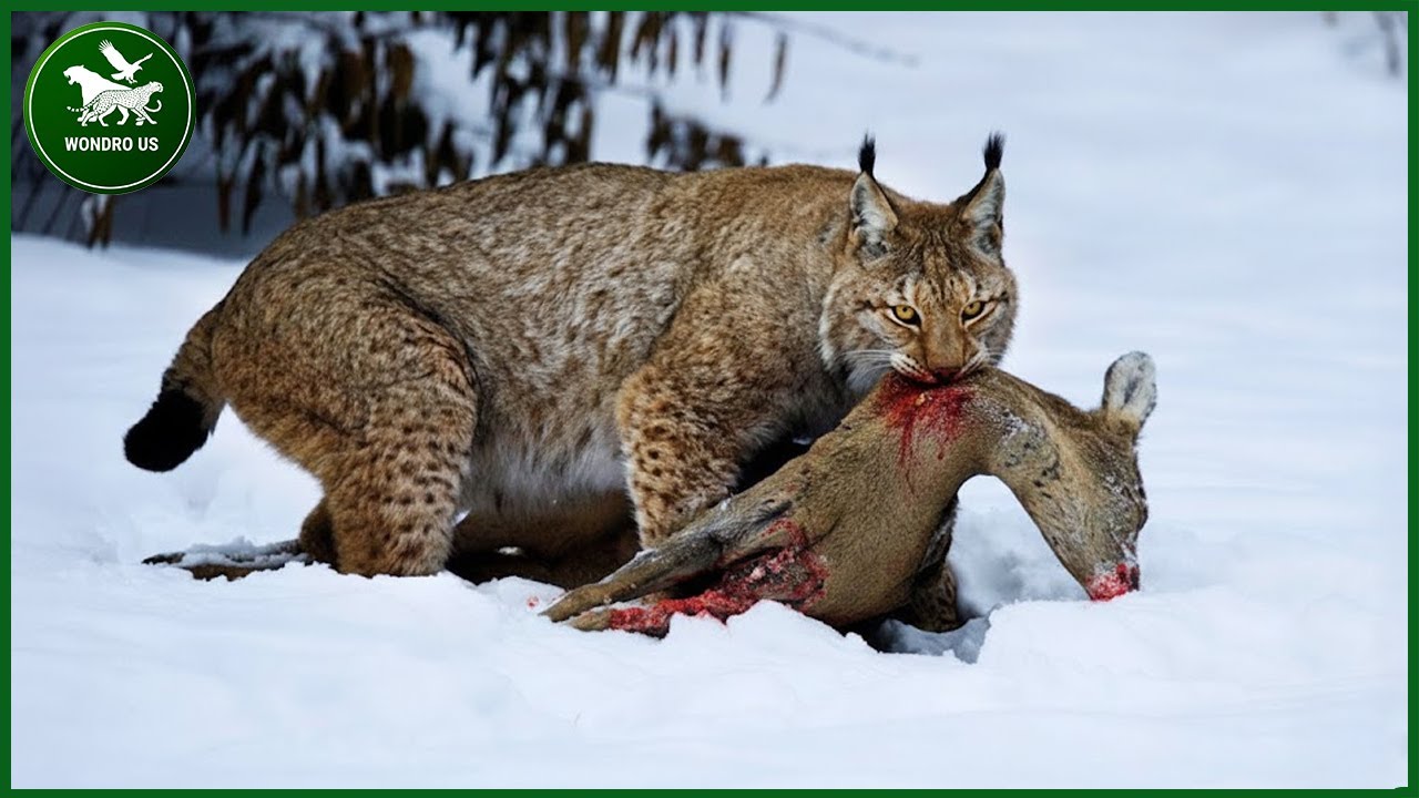 The Deadliest Wild Cat Attack Ever Filmed | Wild Animals - YouTube