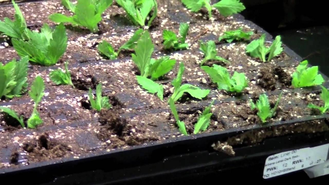 Grower Direct Farms Promo - YouTube
