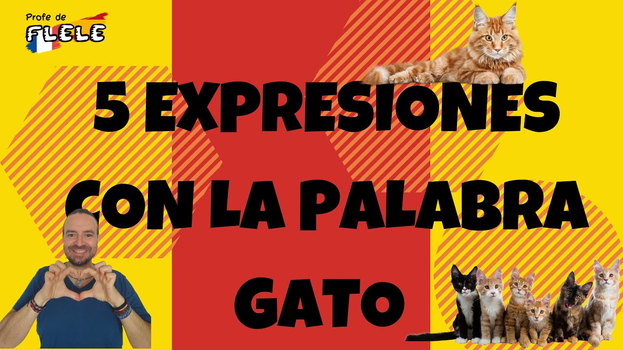 5 EXPRESIONES CON LA PALABRA GATO. LEARN SPANISH EXPRESSIONS - YouTube