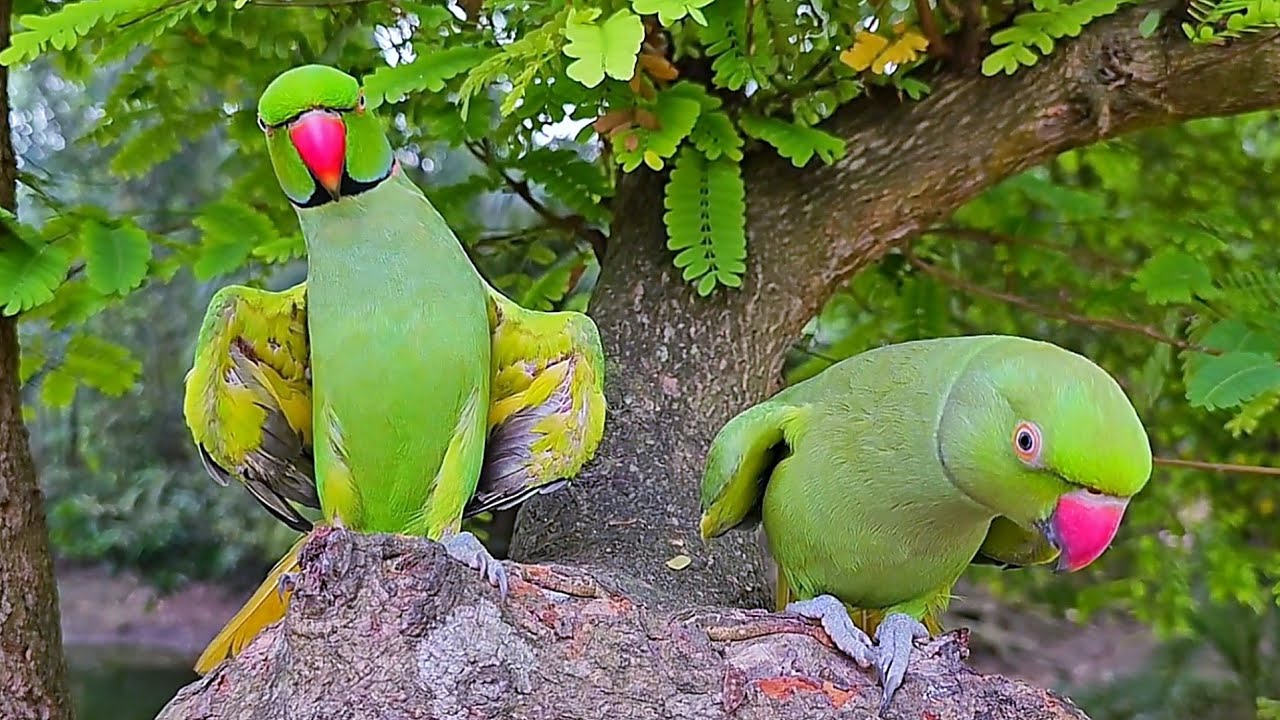 Ringneck Parrot Calling Sounds - YouTube