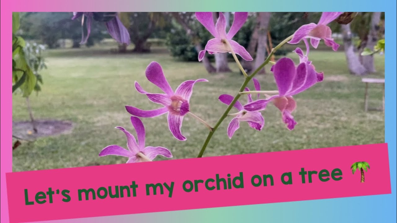 Quicky orchid mounting on a tree- the easy way! - YouTube