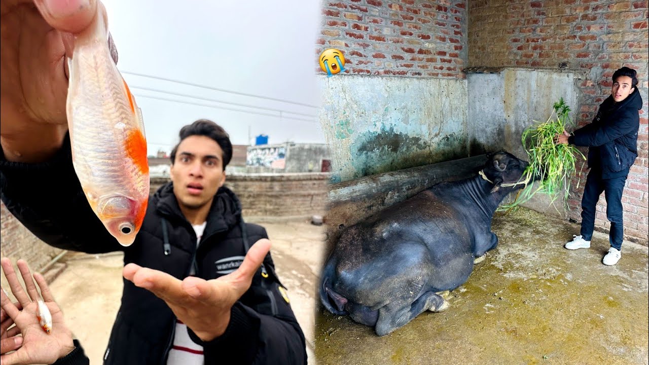 1 Fish Mar Gai Or Bhains Ne Attack Kar Diya😱 - YouTube