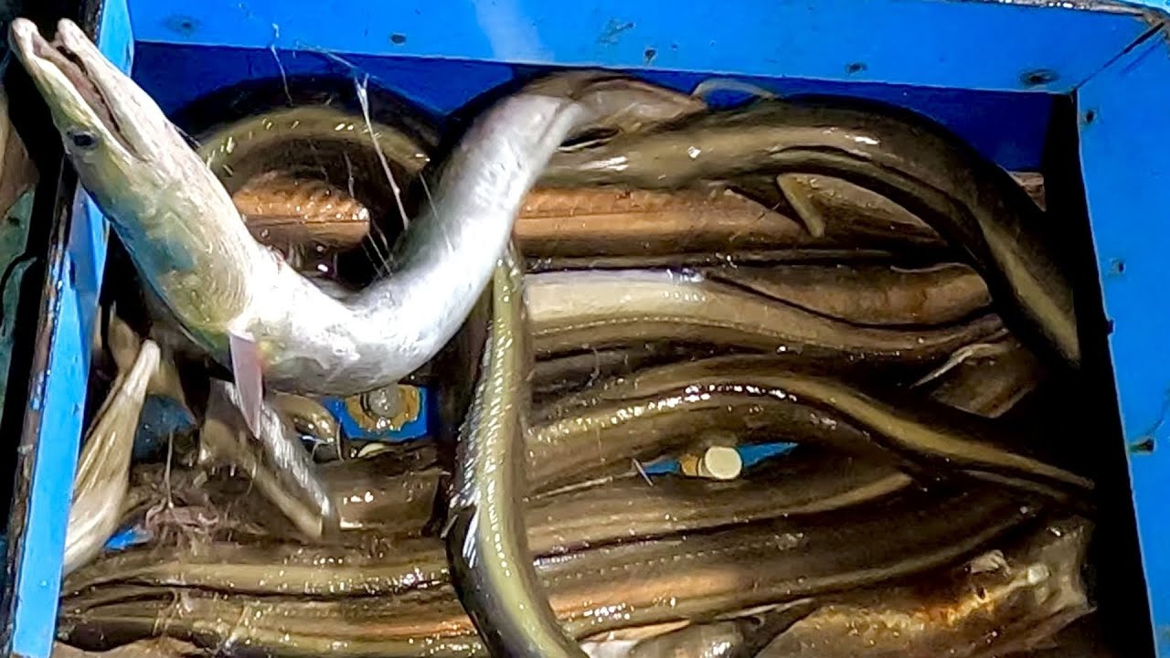 Back to Back Eel Fish Caught in the Deep Sea - YouTube