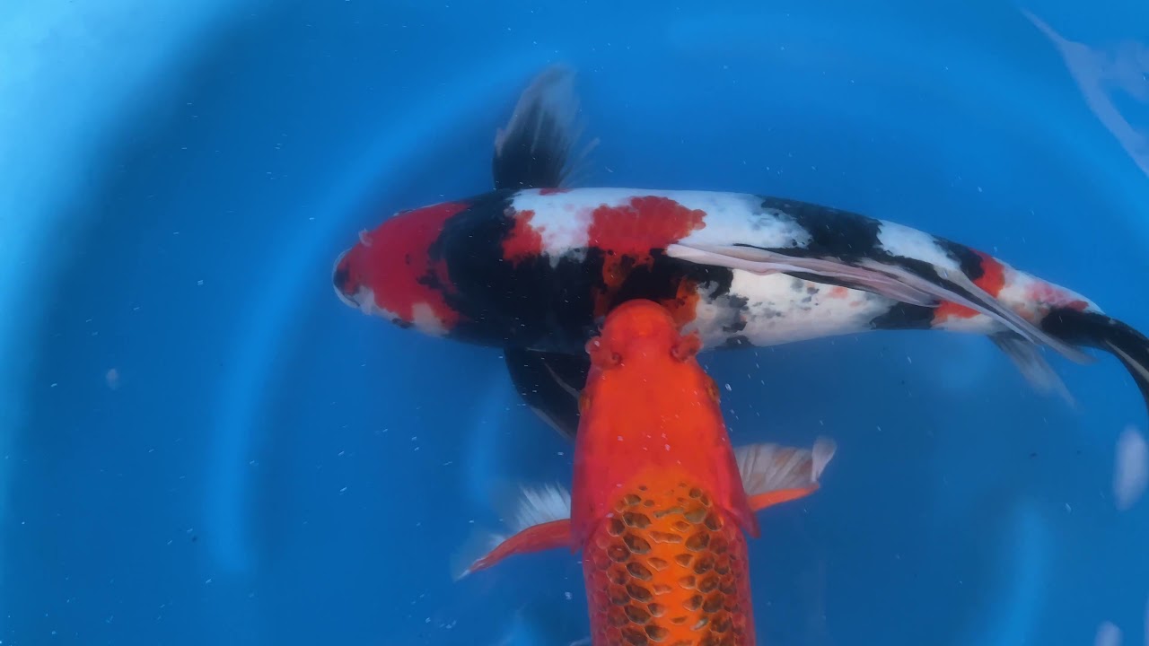 202110 SP-A595 Yamasan Sansai Longfin Showa Kin Matsuba 50-55cm WYSIWYG ...