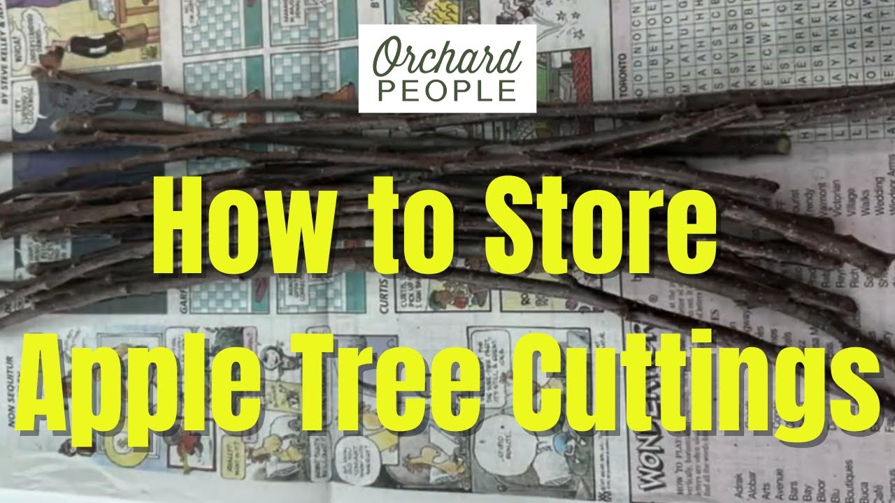 Proper Techniques for Storing Apple Tree Cuttings (Scion Wood) - YouTube