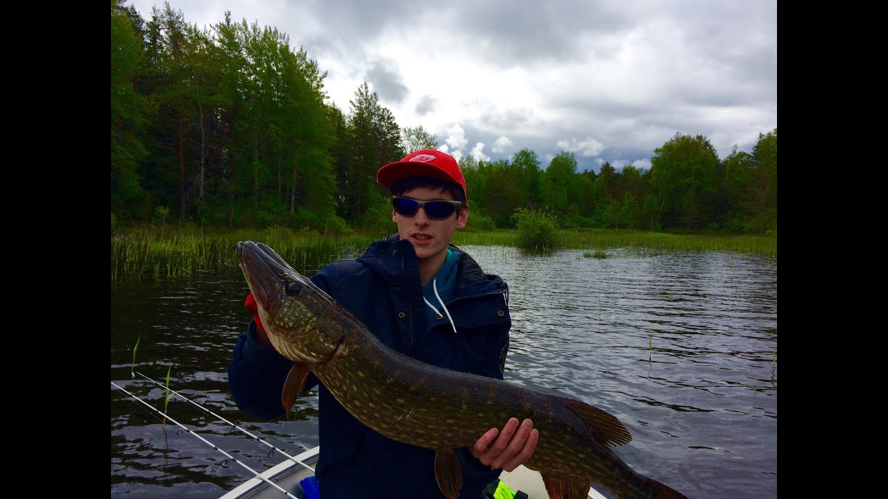 Summer Pike Fishing Sweden 2015 - YouTube