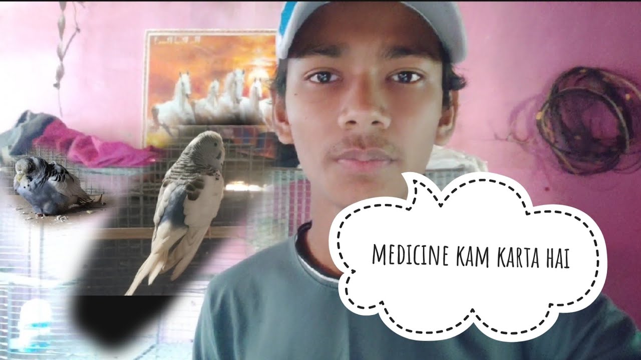 Budgies Bird Loose Motion Medicine Information YouTube budgies-bird-loose-motion-medicine-information-youtube