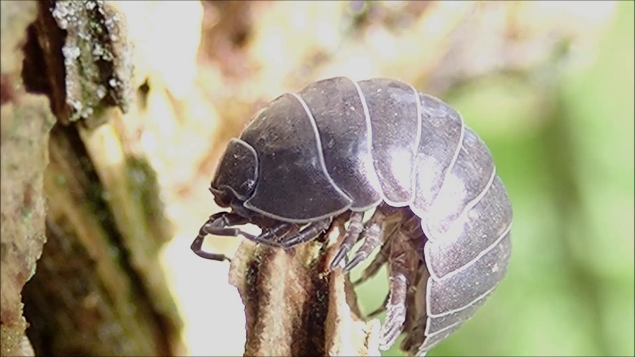 Gewone oprolpissebed/common pill-bug (Armadillidium vulgare) - YouTube