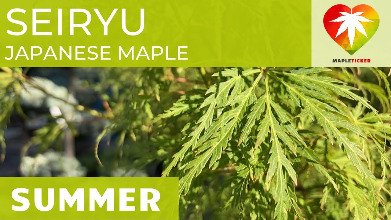 Seiryu Japanese maple - YouTube