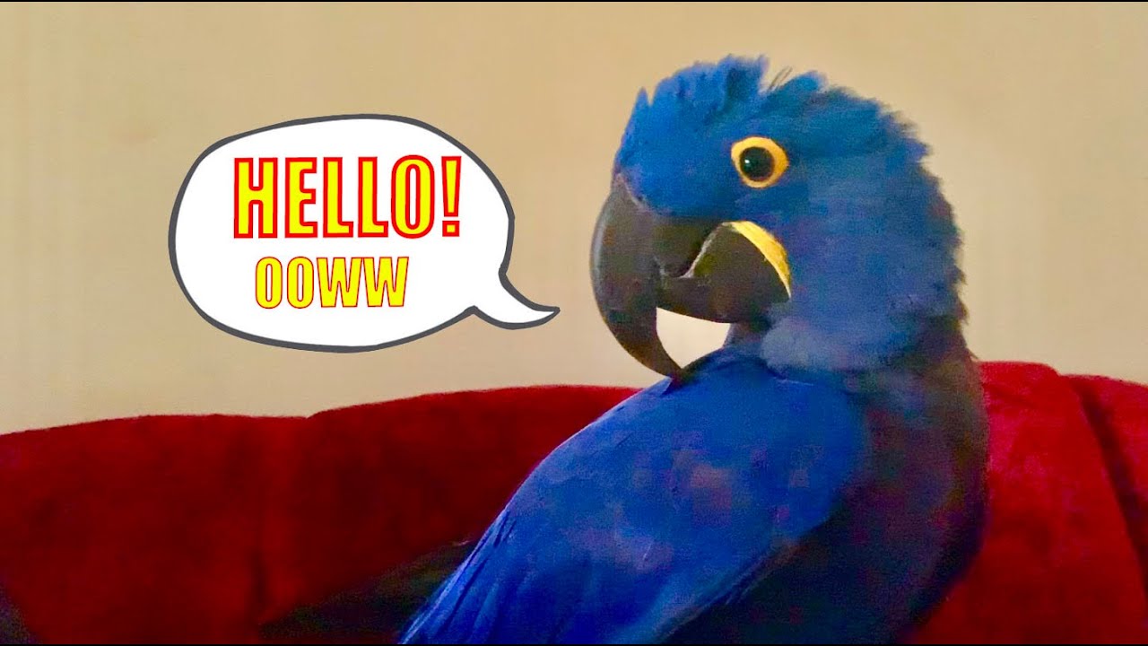 Baby hyacinth macaw trying to talk his first words - YouTube