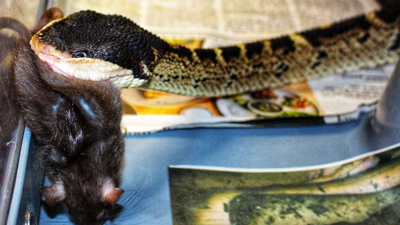 FEEDING The BIGGEST VIPER On EARTH. (Must Watch) - YouTube