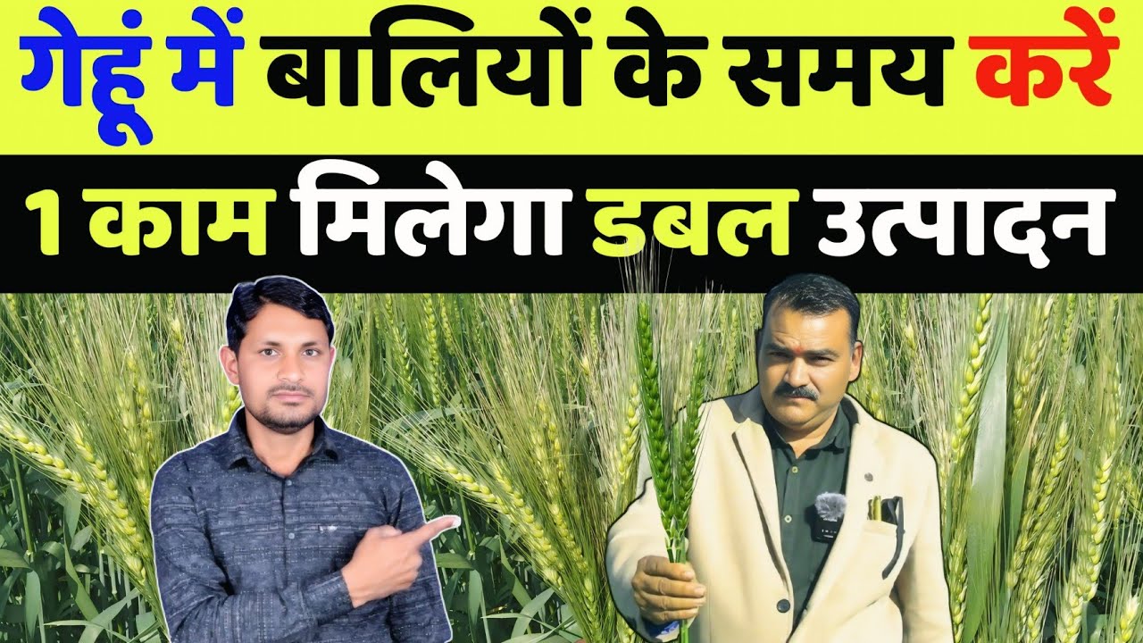 गेहूं में बालियां निकलने के बाद करे 1 काम बढ़ेगा 40% उत्पादन | gehu me ...