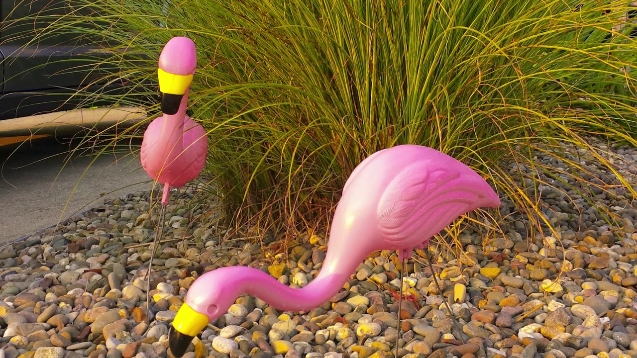 Attack of the Pink Flamingos - YouTube