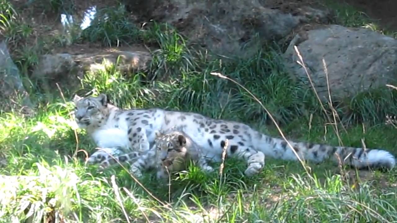 Baby snow leopard pounces mom - YouTube