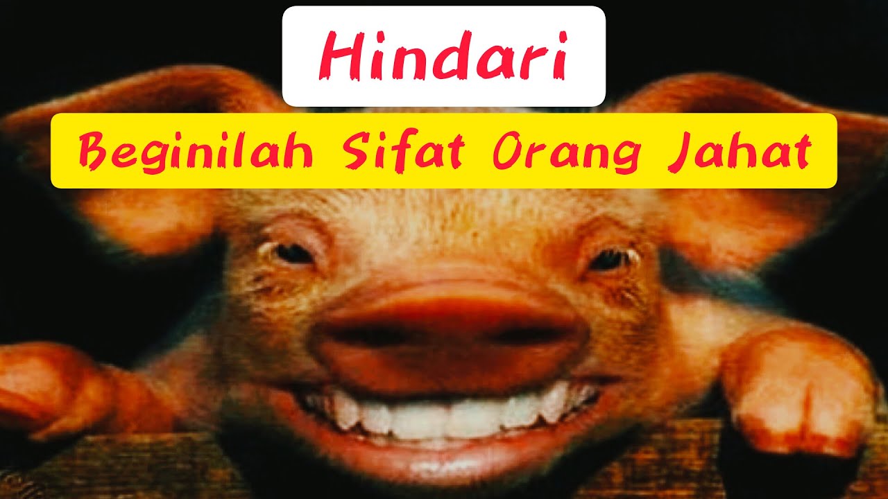 Cara Menghadapi Orang Jahat Kisah Inspirasi Singa vs Babi #karma #babi ...