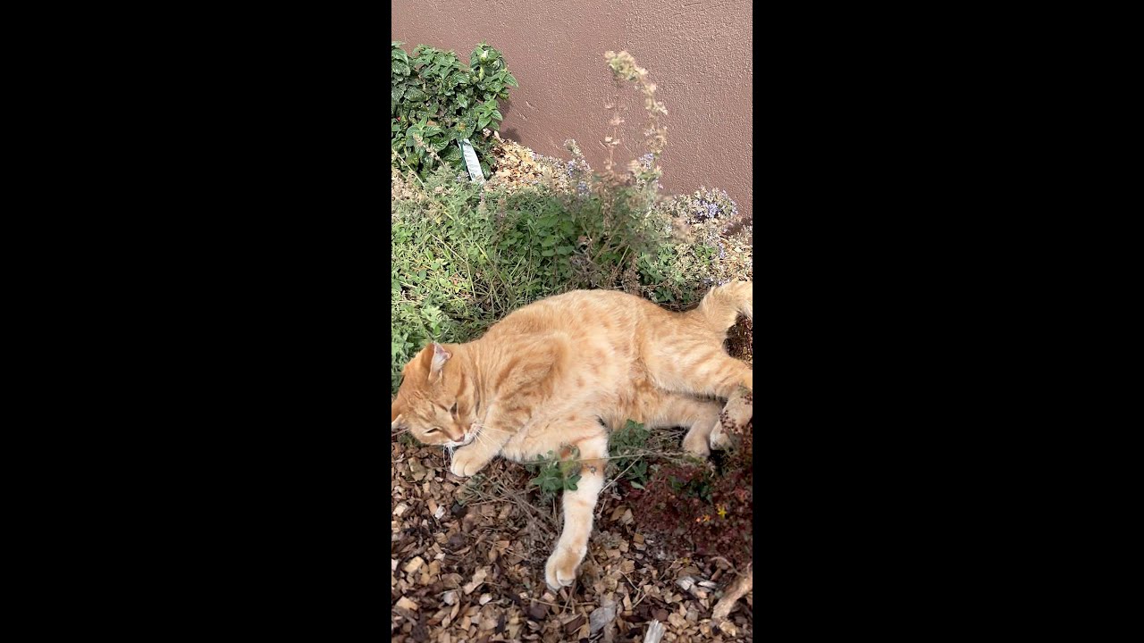 Kona, Cruz and Meeko - Introducing Cookie ( also the Catmint or Catnip Plant) - YouTube