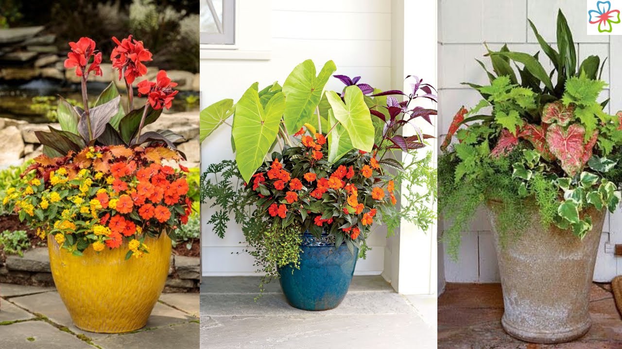 16 Stunning Heat Loving Plant Combos For Containers Youtube